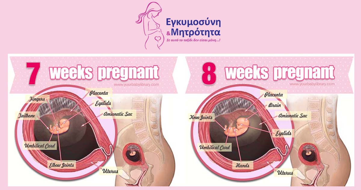 Εγκυμοσύνη - Εβδομάδα 5 - 8 | Εγκυμοσύνη & Μητρότητα